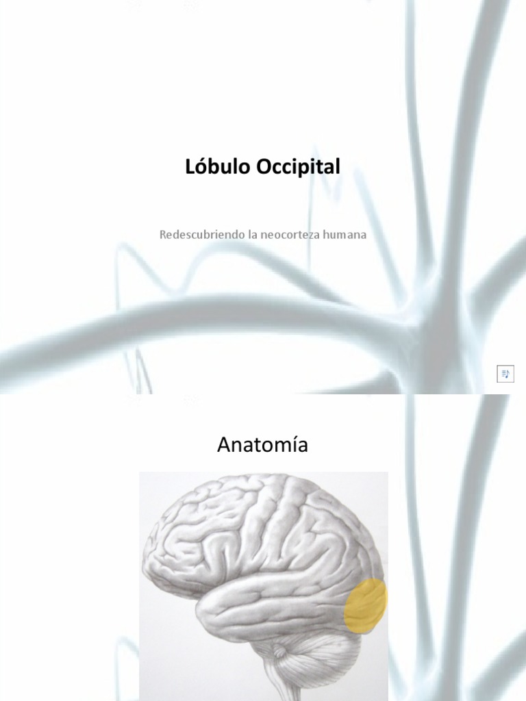 Lobulo Occipital Pdf Lóbulo Occipital Lóbulo Temporal