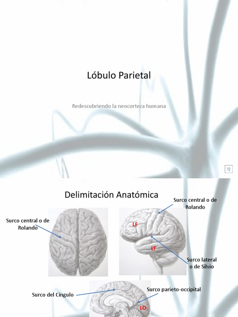 Lobulo Parietal | PDF | Corteza cerebral | Sistema somatosensorial