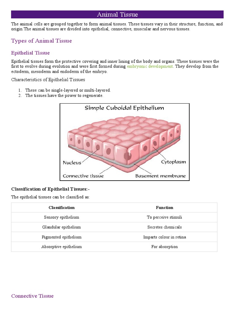 Types of Animal Tissue | PDF | Tissue (Biology) | Connective Tissue