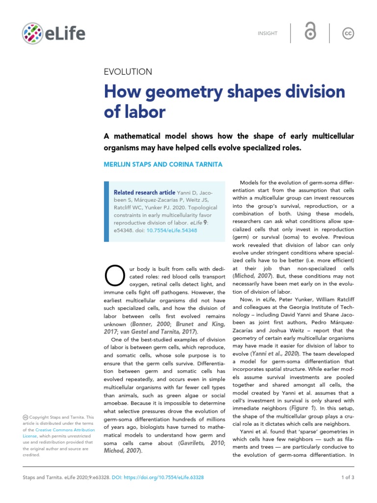 How Geometry Shapes Division | PDF | Evolution | Cellular Differentiation
