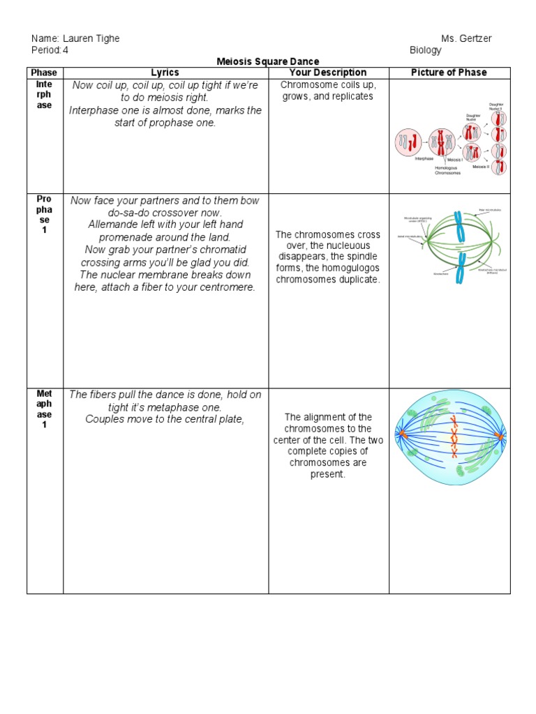 Meiosis Square Dance Lyrics Your Description Picture of Phase | PDF ...