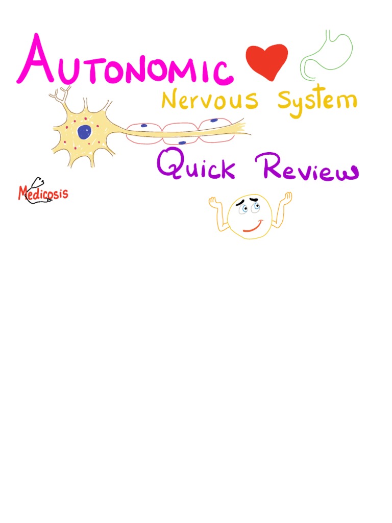 Autonomic: System E Review | PDF | Autonomic Nervous System | Nervous ...