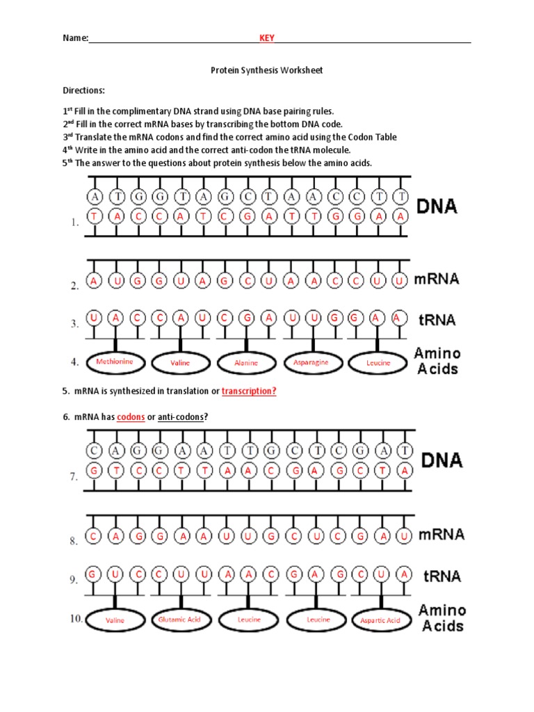 Decoding the Blueprint: A Guide to Protein Synthesis Through ...