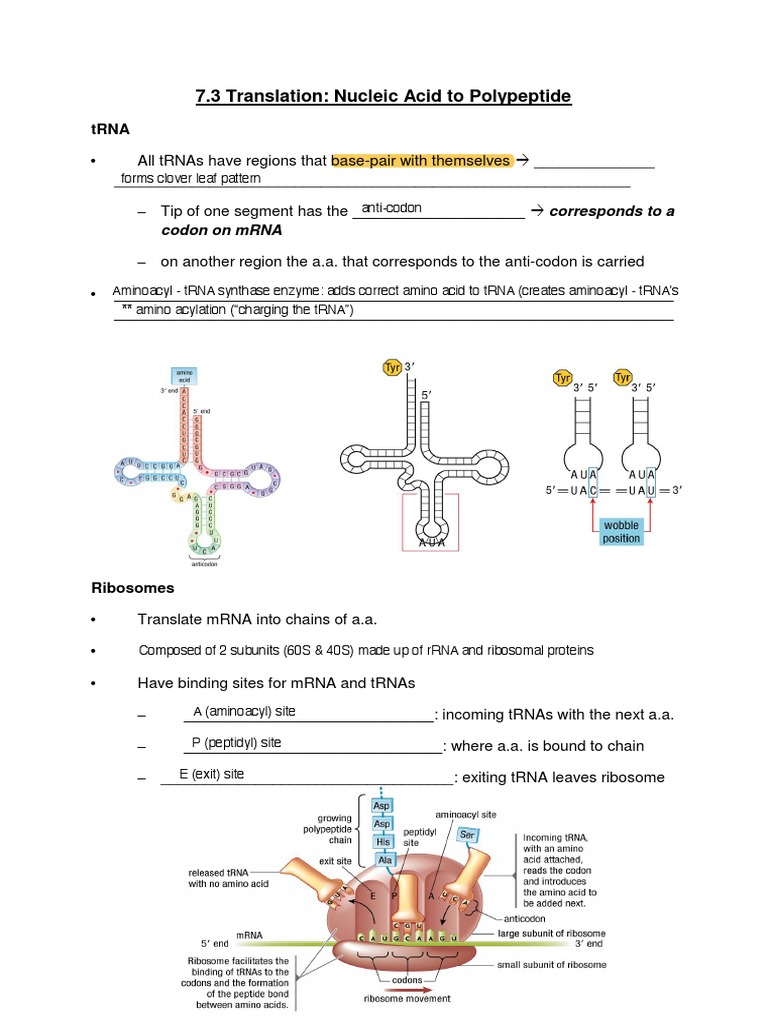 7.3 Translation Nucleic Acid To Polypeptide-Student Sheet PDF | PDF ...