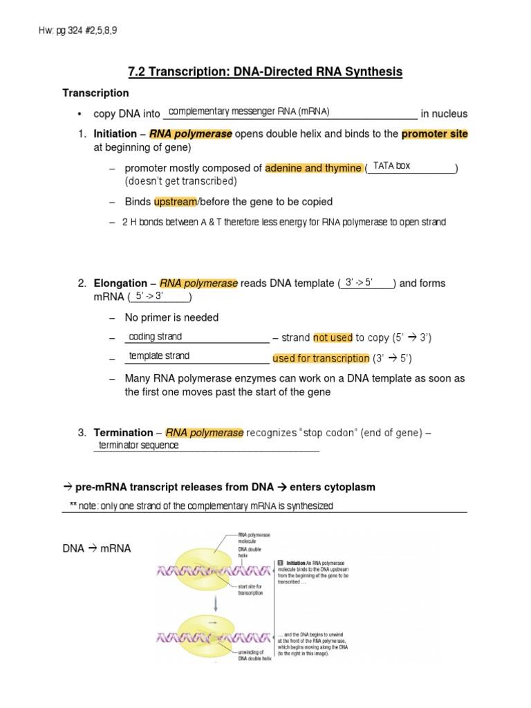 DNA to mRNA Transcription Process Explained | PDF | Rna | Messenger Rna
