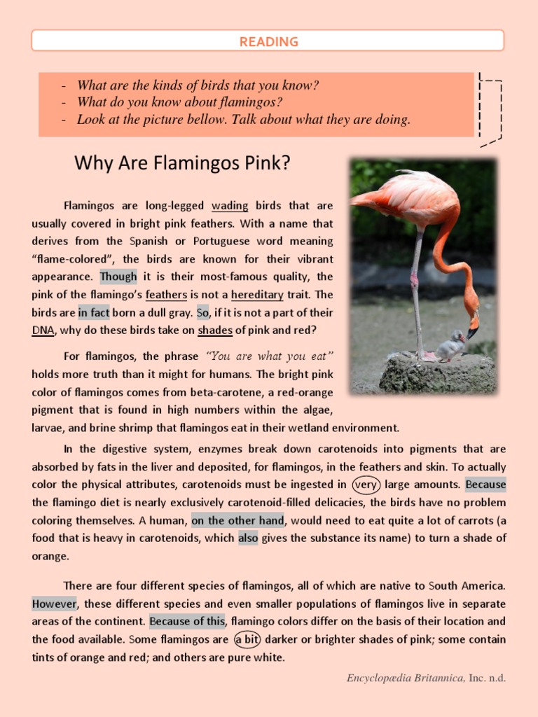 Flamingos LESSON | PDF | Carotenoid | Nature