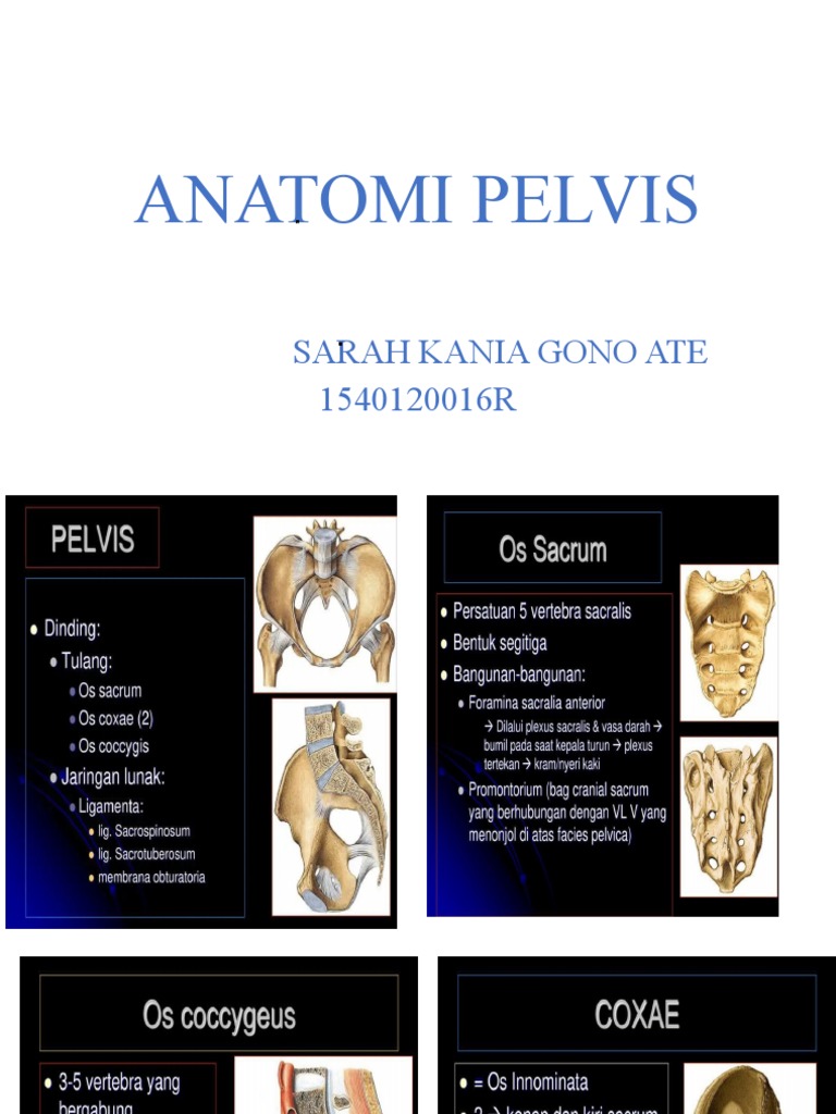 Anatomy of the Pelvis: A Concise Overview of the Bones, Ligaments and ...