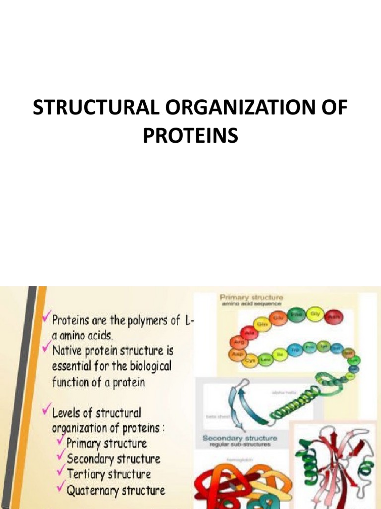 Unit 2 | PDF | Beta Sheet | Protein Structure