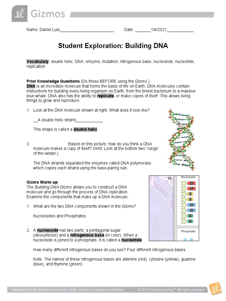 BuildingDNA Student Exploration Answersheet | PDF | Nucleotides | Dna