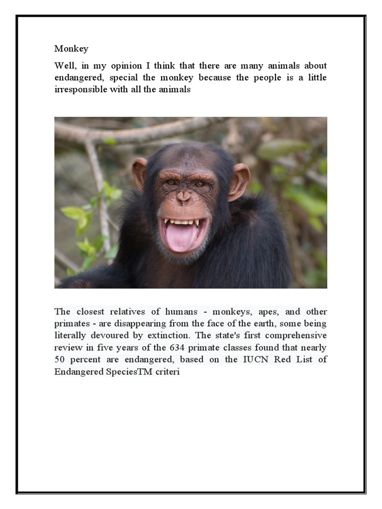 Monkey | PDF