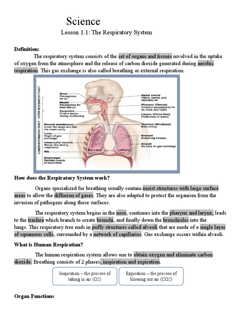 Science: Lesson 1.1: The Respiratory System | PDF | Respiratory Tract ...