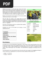 The Largest Bunch of Grapes | PDF | Vitis | Grape