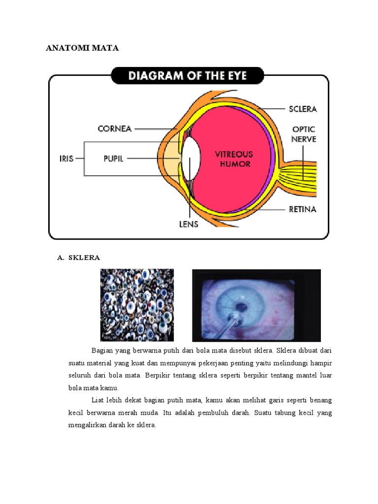 Anatomi Mata | PDF