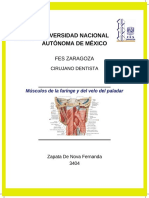 Musculos Del Velo Del Paladar | PDF | Tejido suave | Sistema ...