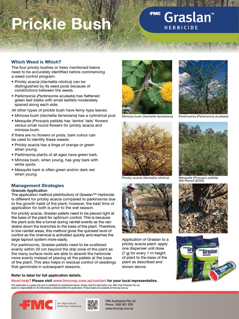 Prickle Bush: Which Weed Is Which? | PDF | Trees | Branches Of Botany