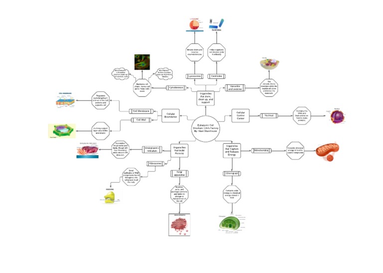 Biology Cells Graphic Organizer | PDF | Endoplasmic Reticulum | Organelle