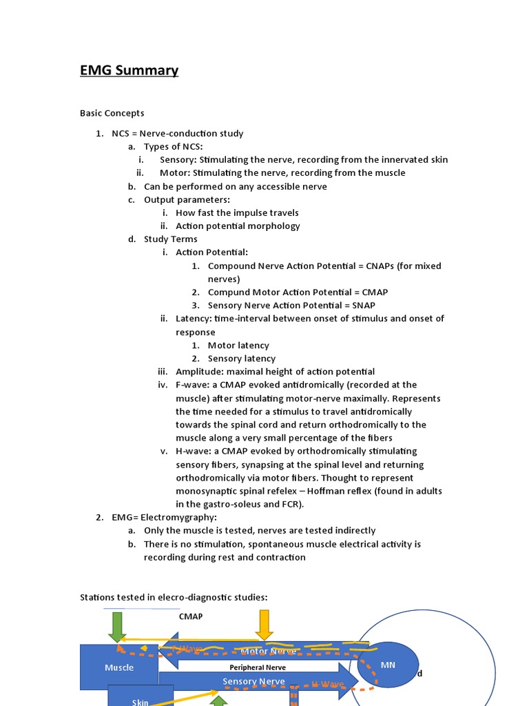EMG Summary: Muscle MN | PDF | Axon | Electromyography