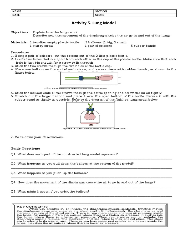 Lung Model Activity Instructions | PDF