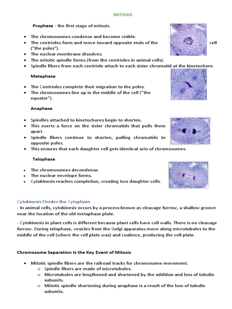 Prophase - The First Stage of Mitosis | PDF
