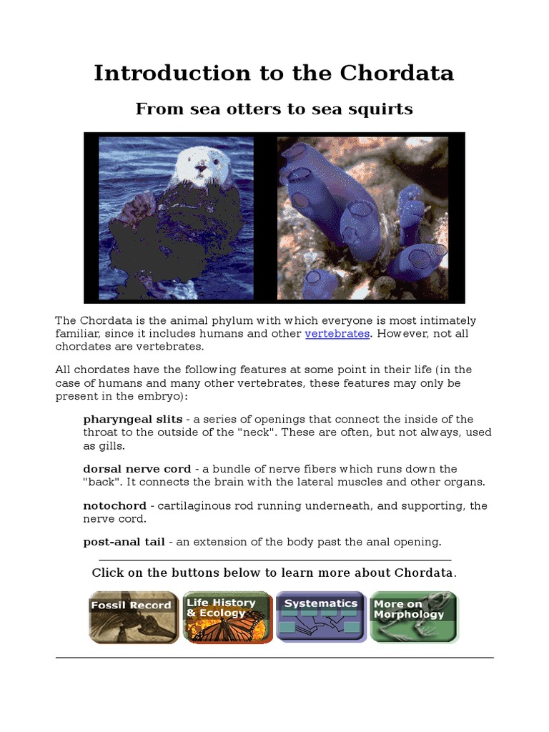 Introduction To The Chordata PDF | PDF