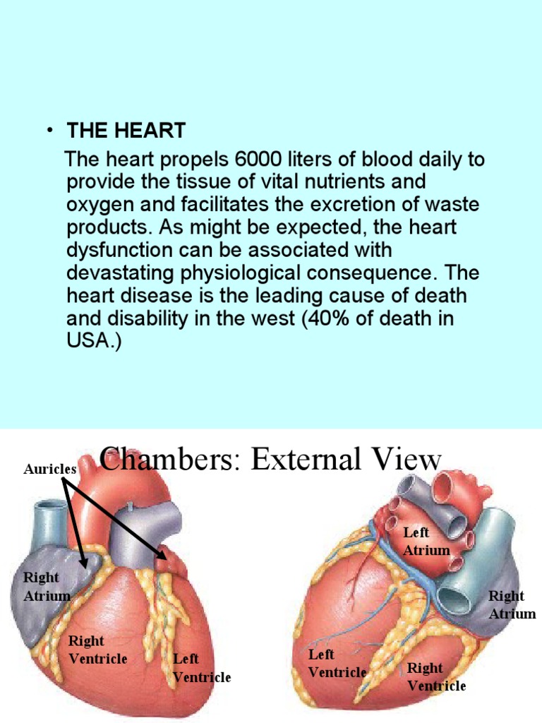Pathology of HEART - 1 | PDF | Heart Valve | Heart