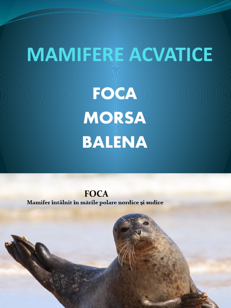 Foca Morsa | PDF