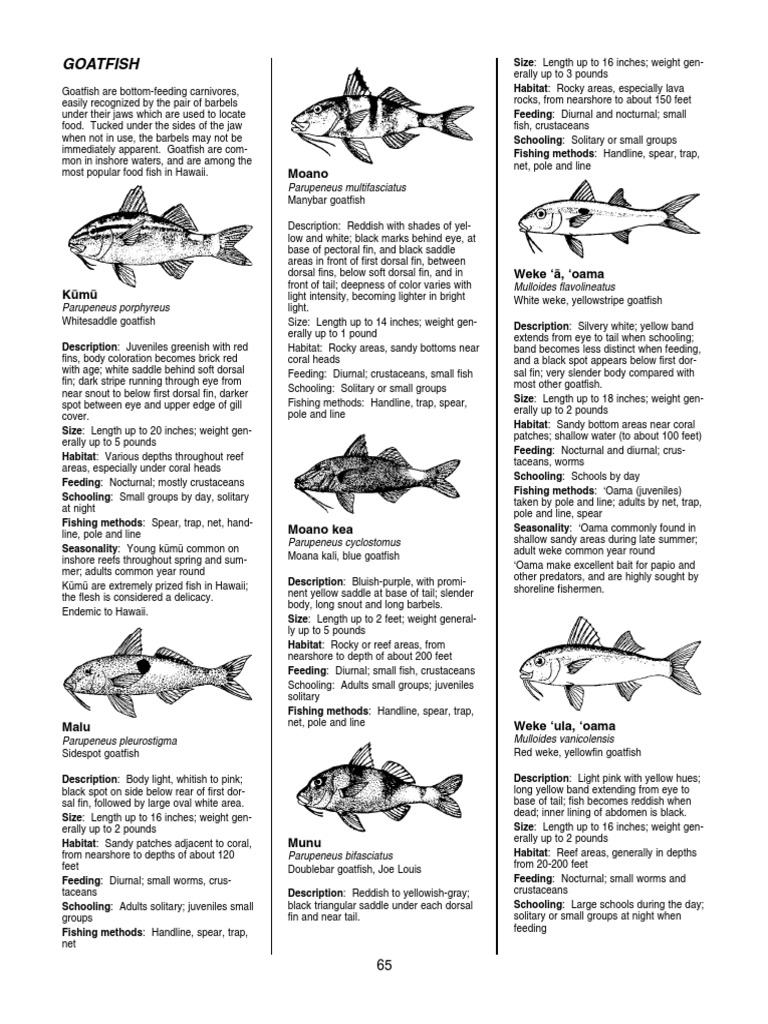 Fishes of Hawaii PDF | PDF | Aquatic Animals | Fish