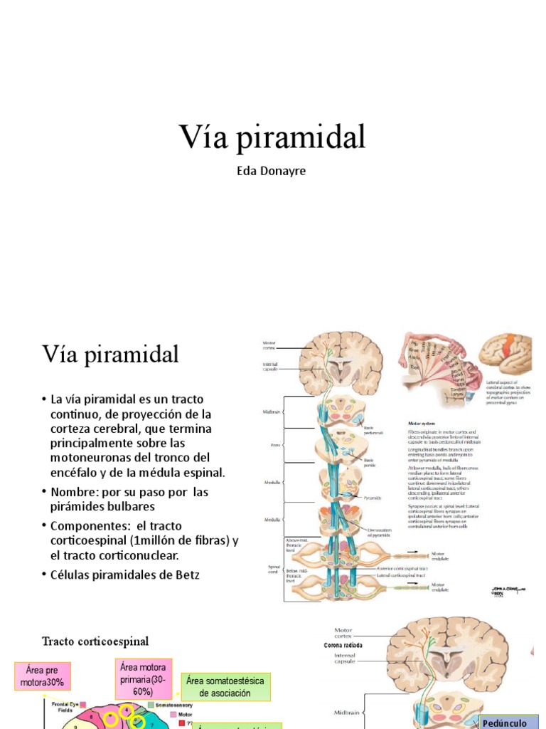 La anatomía y función de la vía piramidal | PDF | Cerebro | Anatomía