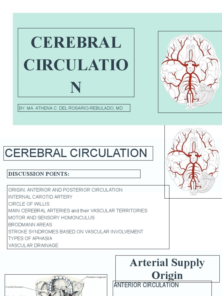 Cerebral Circulation | Download Free PDF | Cerebral Cortex | Thrombosis