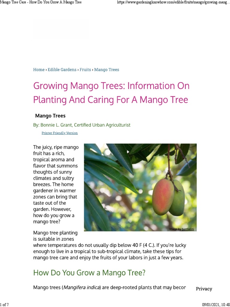 Mango Tree PDF | PDF