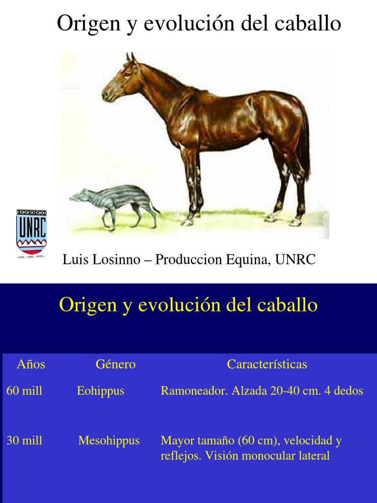 Origen y evolución del caballo | PDF | Équidos | Equus