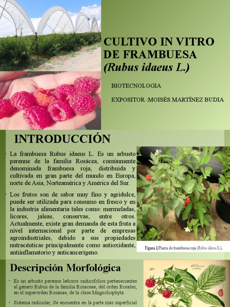 Cultivo in Vitro de Frambuesa Rubus idaeus | PDF | Organismos ...
