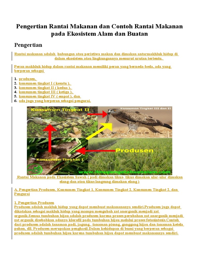 Pengertian Rantai Makanan Dan Contoh Rantai Makanan Pada Ekosistem Alam ...