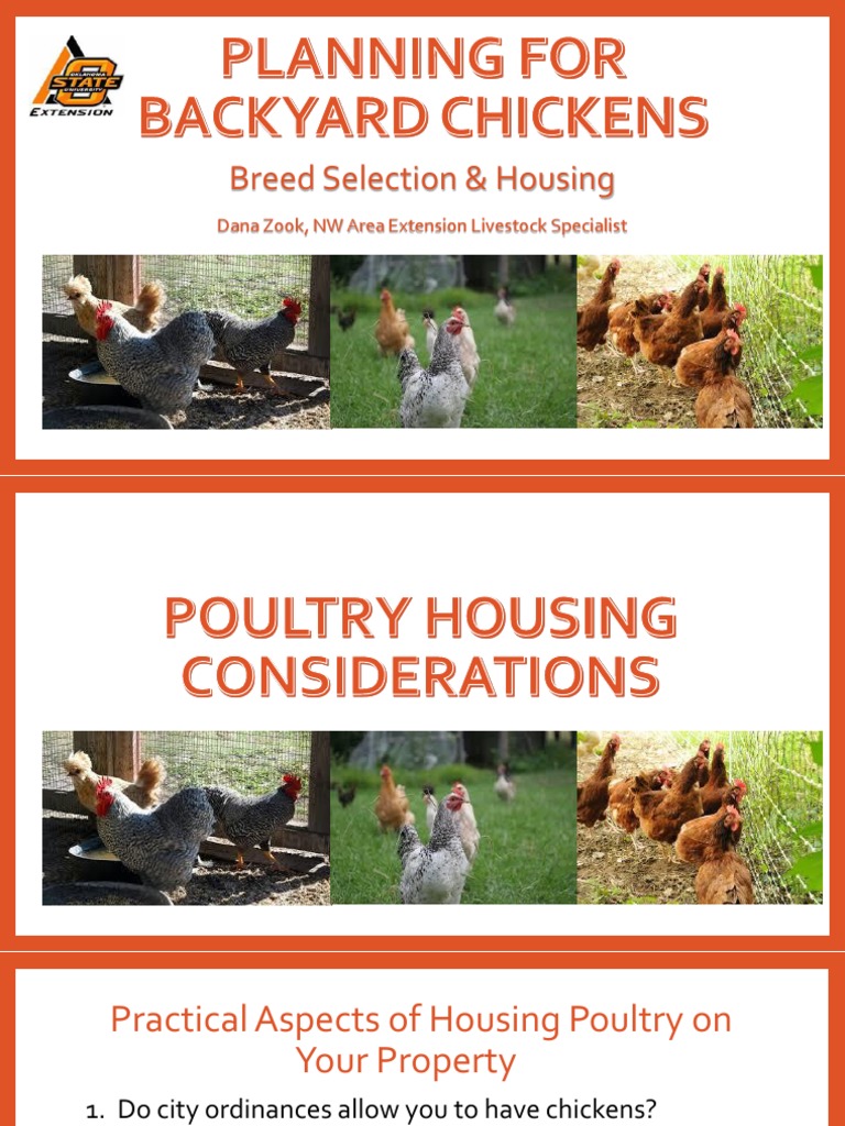 Planning For Backyard PoultryBreeds | PDF | Chicken | Domesticated Birds