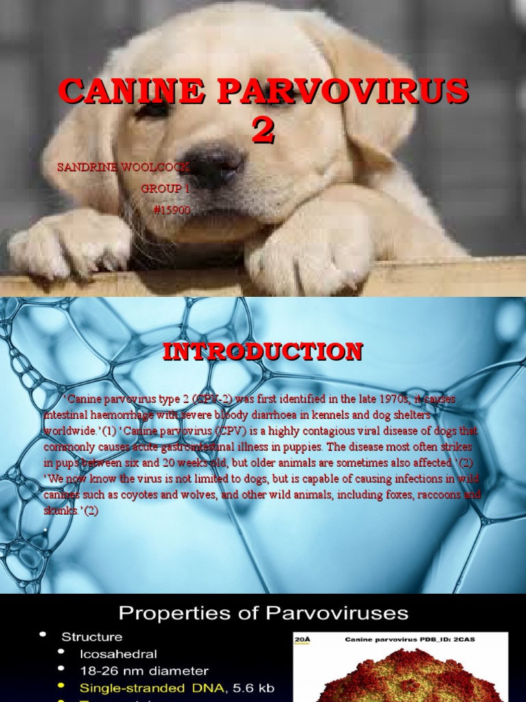 Canine Parvovirus | PDF | Health Sciences | Medical Specialties