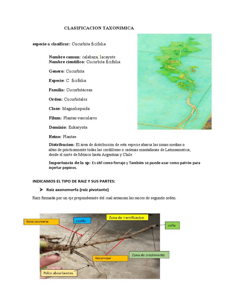 Calabaza Taxonomia | PDF