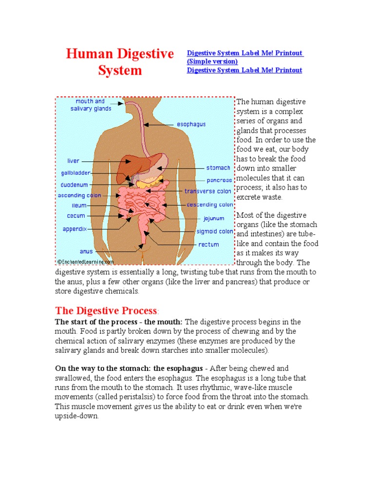 Human Digestive System | PDF | Human Digestive System | Stomach