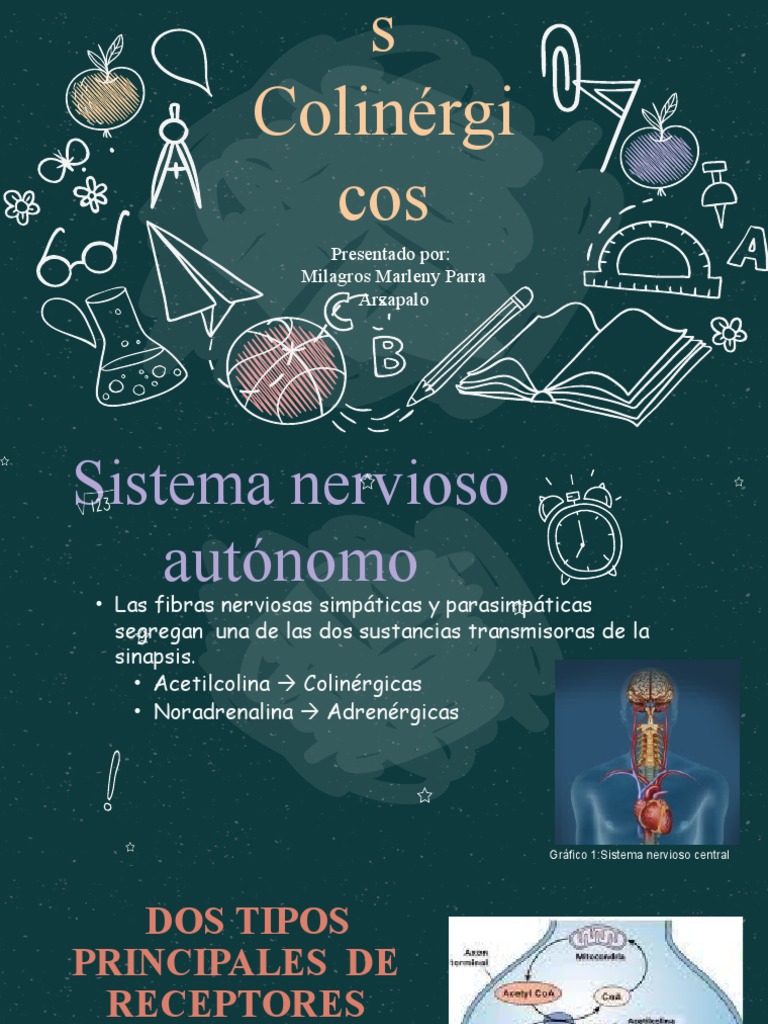 Receptores Colinergicos Examen Parcial | PDF | Acetilcolina | Sinapsis