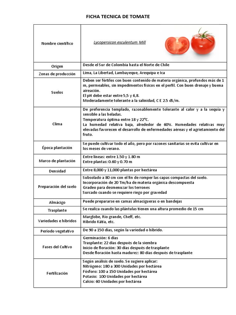 Ficha de Tomate | PDF | Riego | Tomate