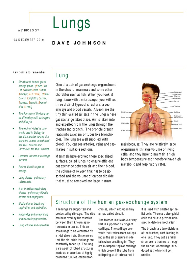 Lung Summary Leaflet | PDF | Lung | Respiratory Tract
