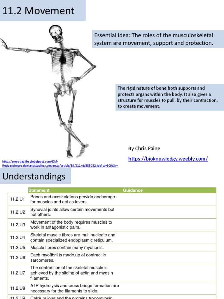 11.2 Movement PDF | PDF | Myocyte | Muscle Contraction