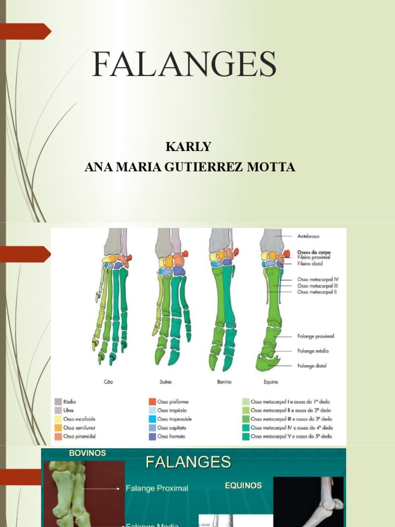 Anatomia de La Falanges | PDF