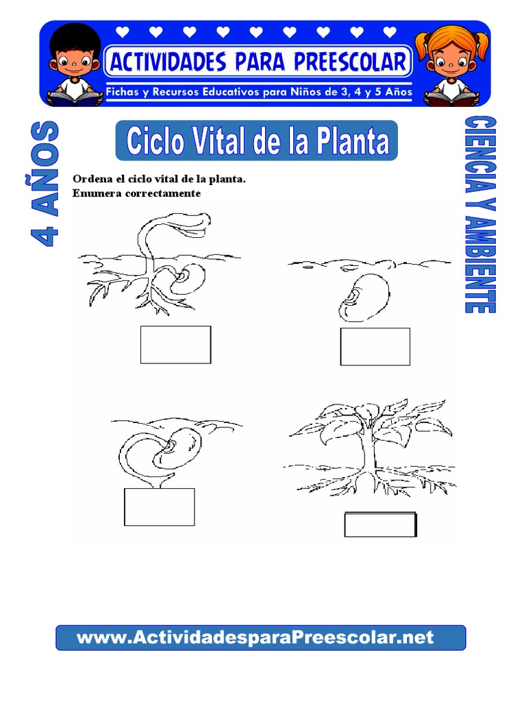Ciclo Vital de La Planta para Niños de 4 Años | PDF | Ciencia y matemáticas