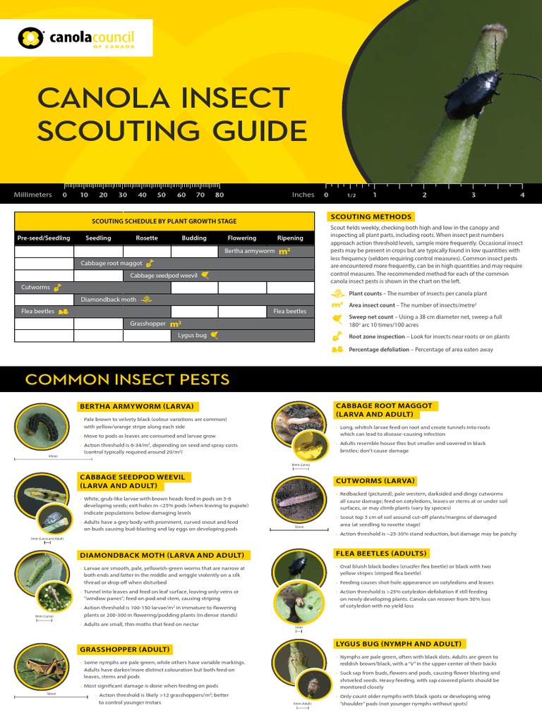 Canola Insect Scouting Guide | PDF | Insects | Pest (Organism)