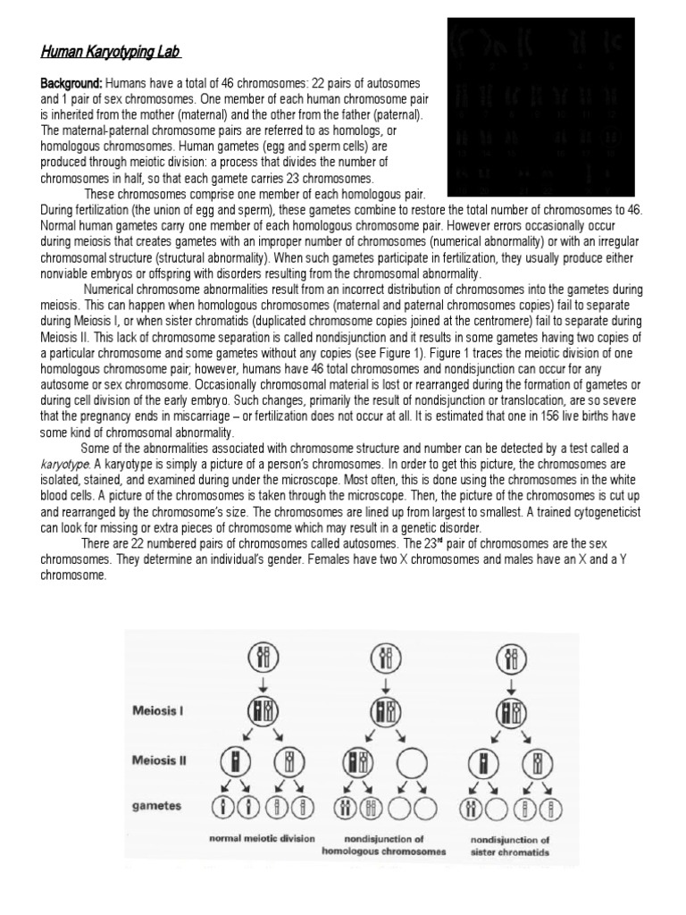 Karyotype Activity Good | Download Free PDF | Chromosome | Karyotype