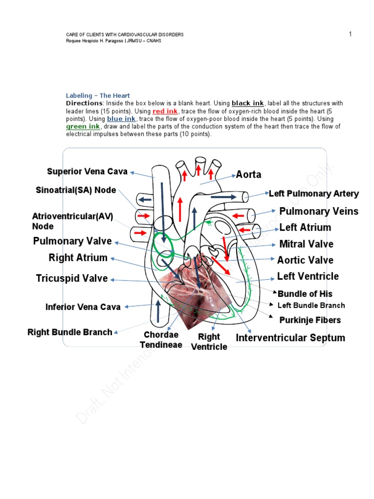 Aorta: Superior Vena Cava Sinoatrial (SA) Node Atrioventricular (AV ...