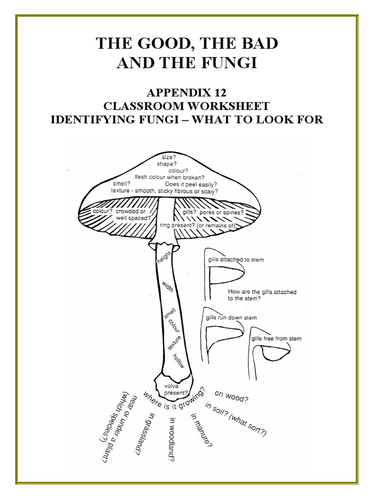 The Good, The Bad and The Fungi: Appendix 12 Classroom Worksheet ...