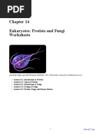 Protist Dichotomous Key Activity | PDF | Biology | Cell Anatomy