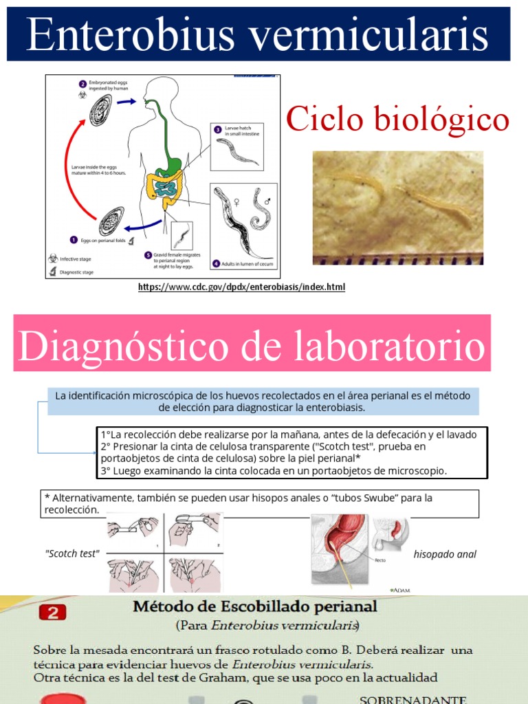 Enterobius Vermicularis | PDF
