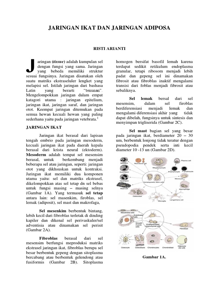 Fungsi dan Struktur Jaringan Adiposa | PDF | Sains & Matematika